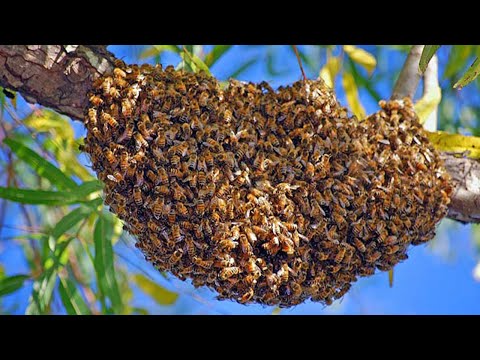 Oğul Almak Mı Arı Bölmek Mi?