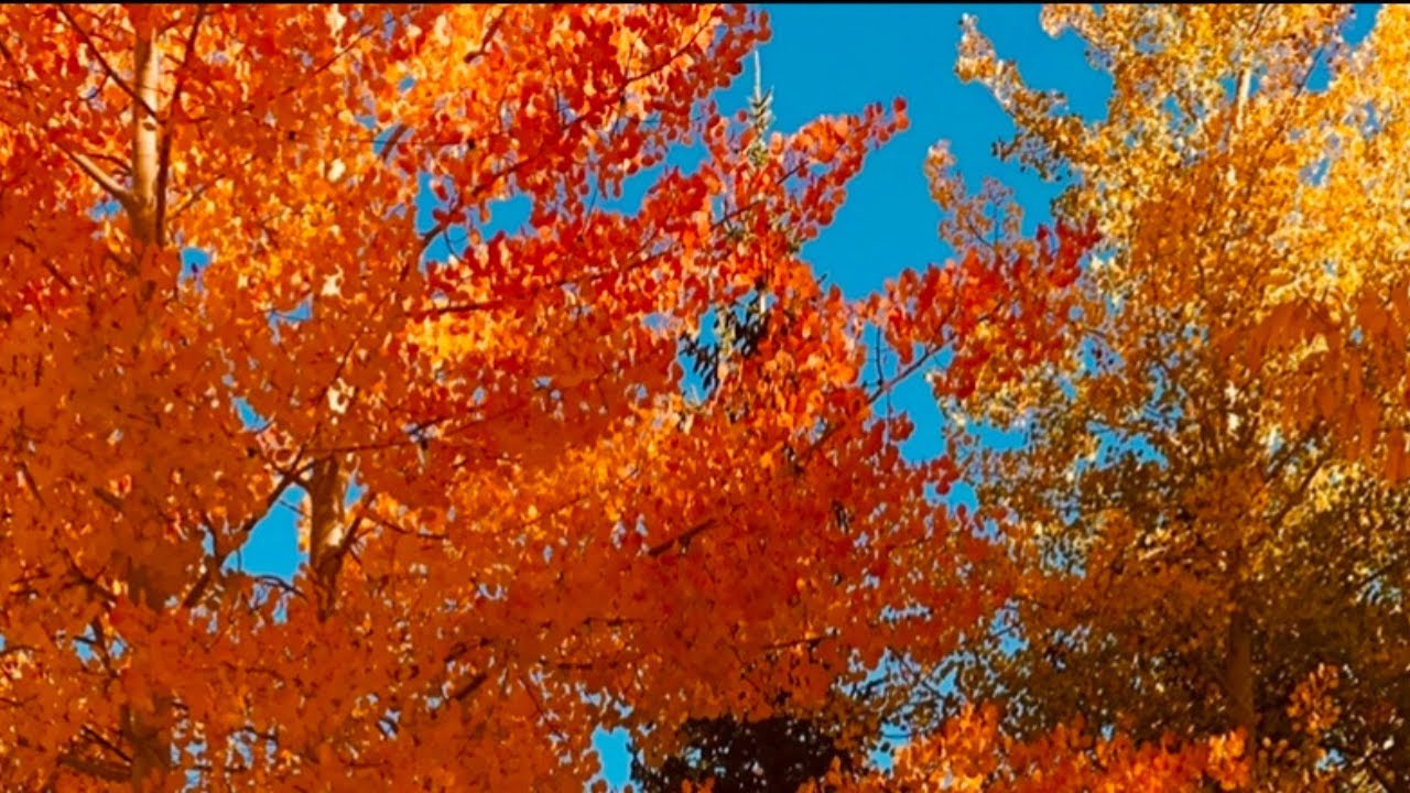 Fall colors 2022 🍁🍁 | Colorful Colorado#fyp - YouTube