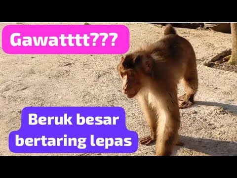 HEBOH..!!!! Beruk besar bertaring LEPAS dari kandang primata bekasi ...