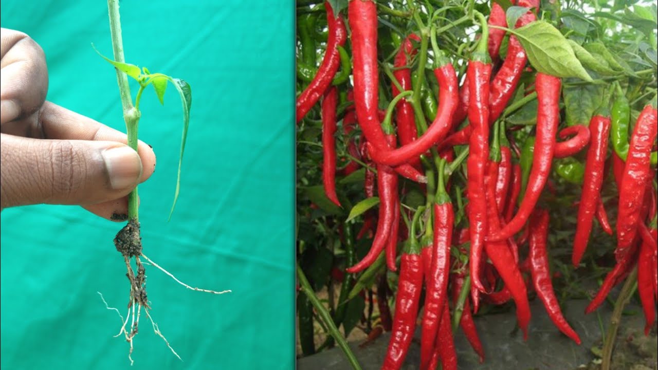 Very simple how to grow chilli plant from cutting with allover - YouTube