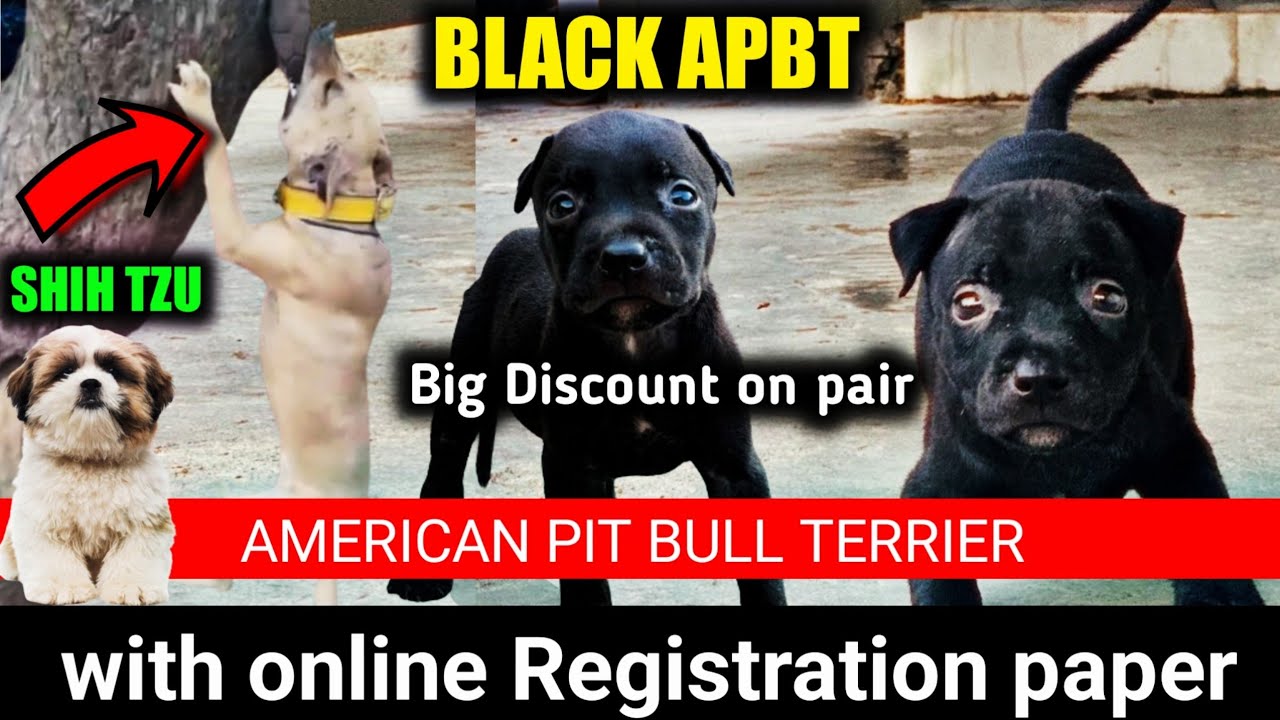 Black APBT Puppies with online paper | American pit bull terrier | Shih ...