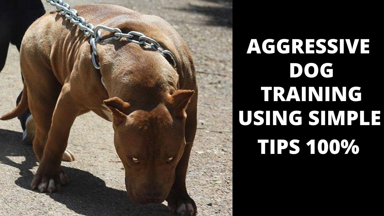 How to train dog to become aggressive - YouTube