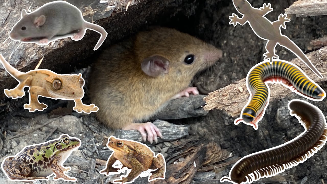 Hunting insects in the evening,Babe Mouse,Millipedes,Lizards,toad,frog# ...