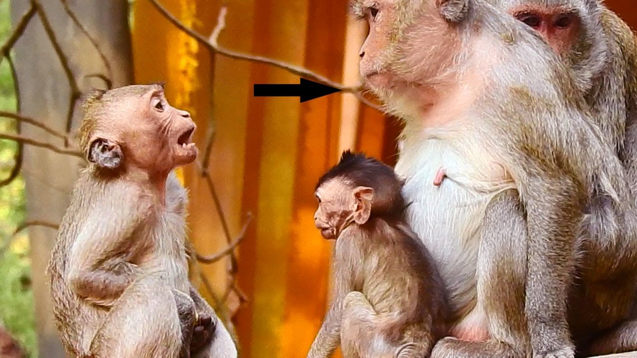 OMG! Baby Monkey Janet So Scary Of Monkey Diamond Become Her Mouth Like ...