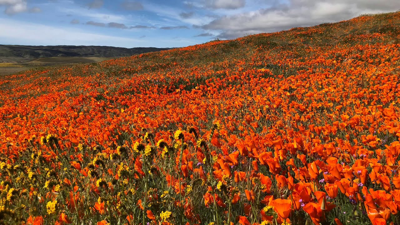 Super Bloom Poppy Fields of Antelope Valley California! - YouTube