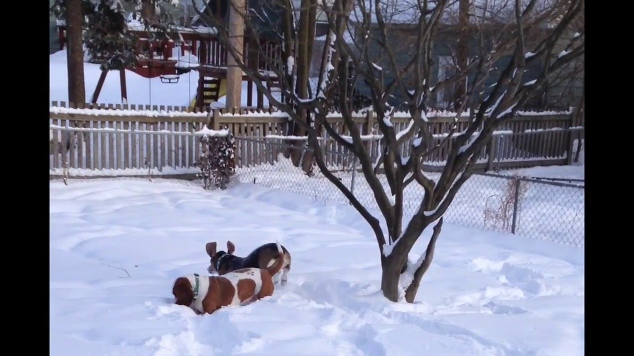Basset Hounds Trying to Run in Deep Snow - YouTube