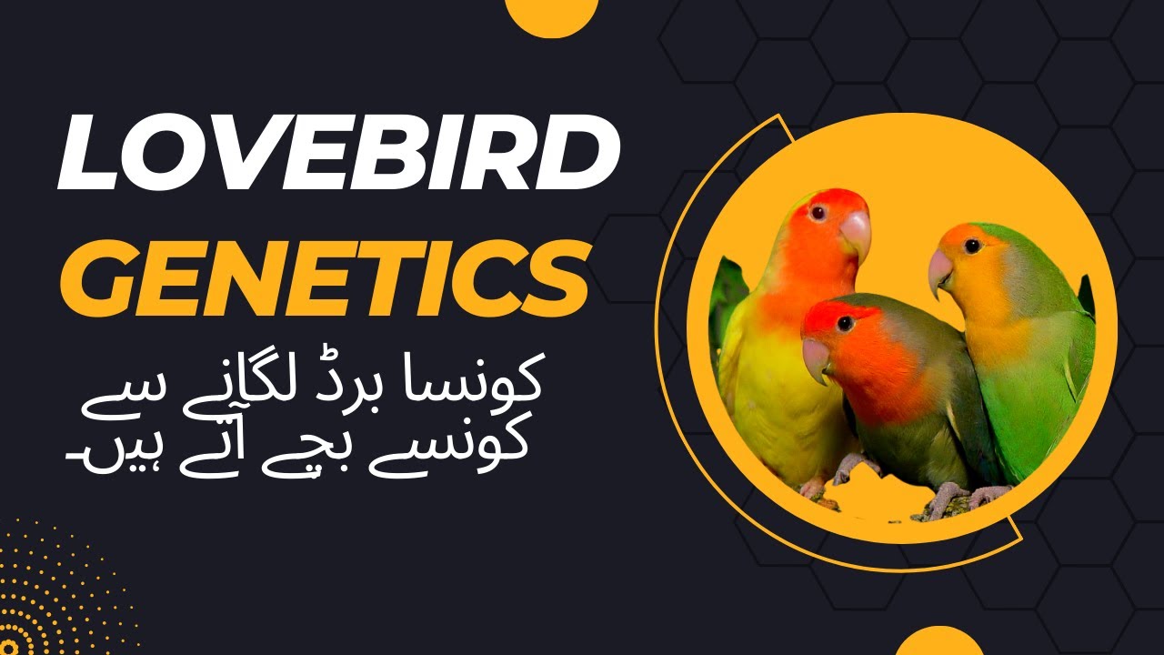 Basic Tips of Lovebird Genetics and Mutations | Learn Lovebird Genetics ...
