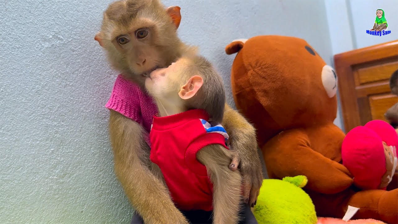 Monkey Sam kisses baby Theo as his lover - YouTube