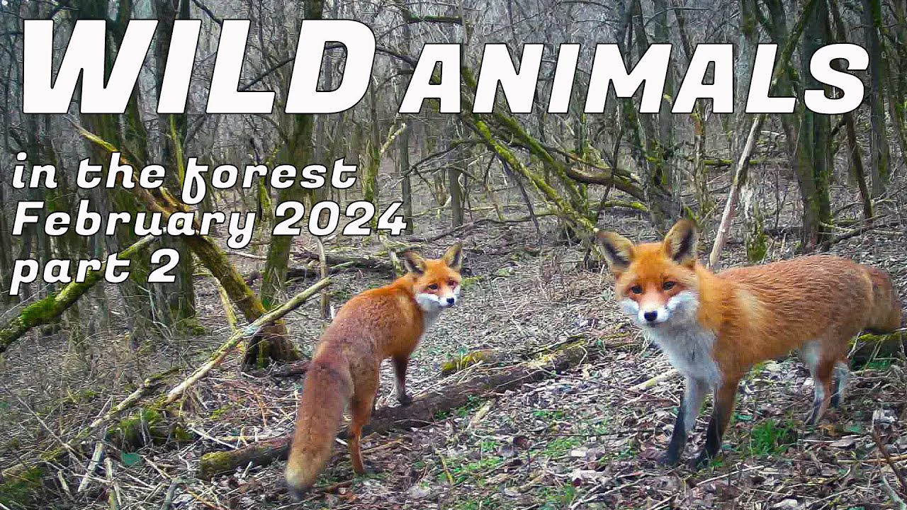 WILD ANIMALS in the forest at February 2024 part 2 - YouTube