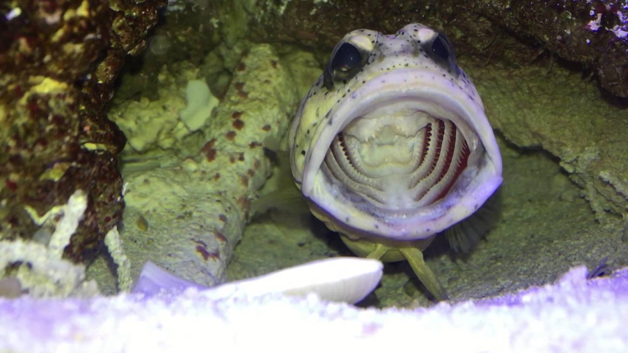 Really BIG Jawfish - YouTube