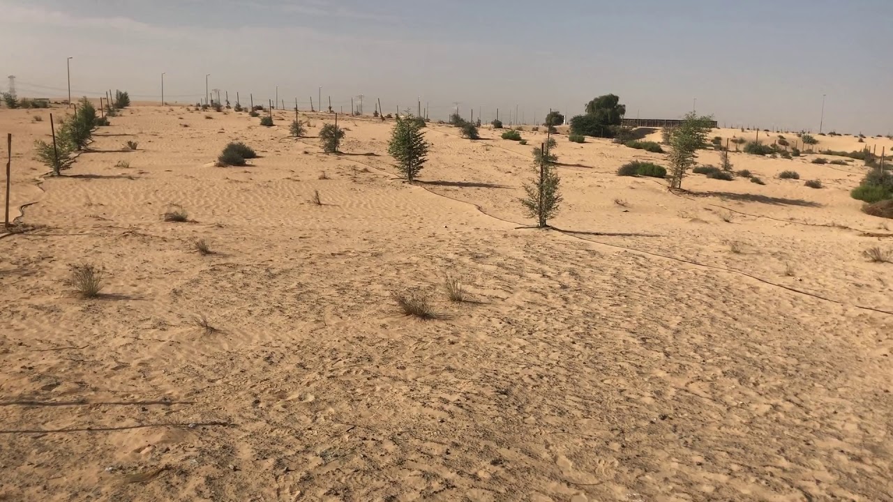 Accor Hotels | Tree Planting | Give a Ghaf | Ajman | 2018 10 21 - YouTube