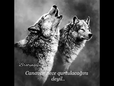 Canavara aid soxucu sözlər