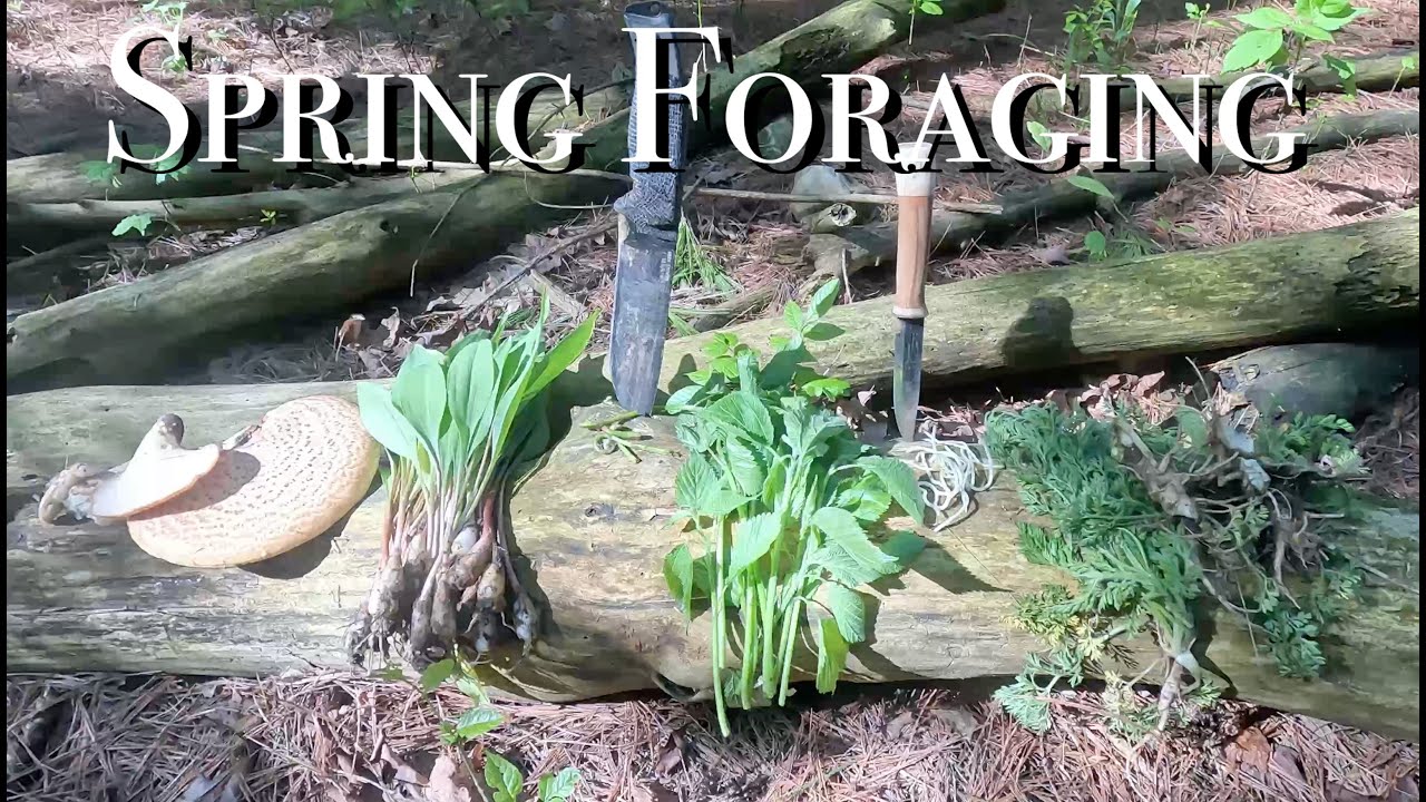 Bushcraft Spring Foraging - YouTube