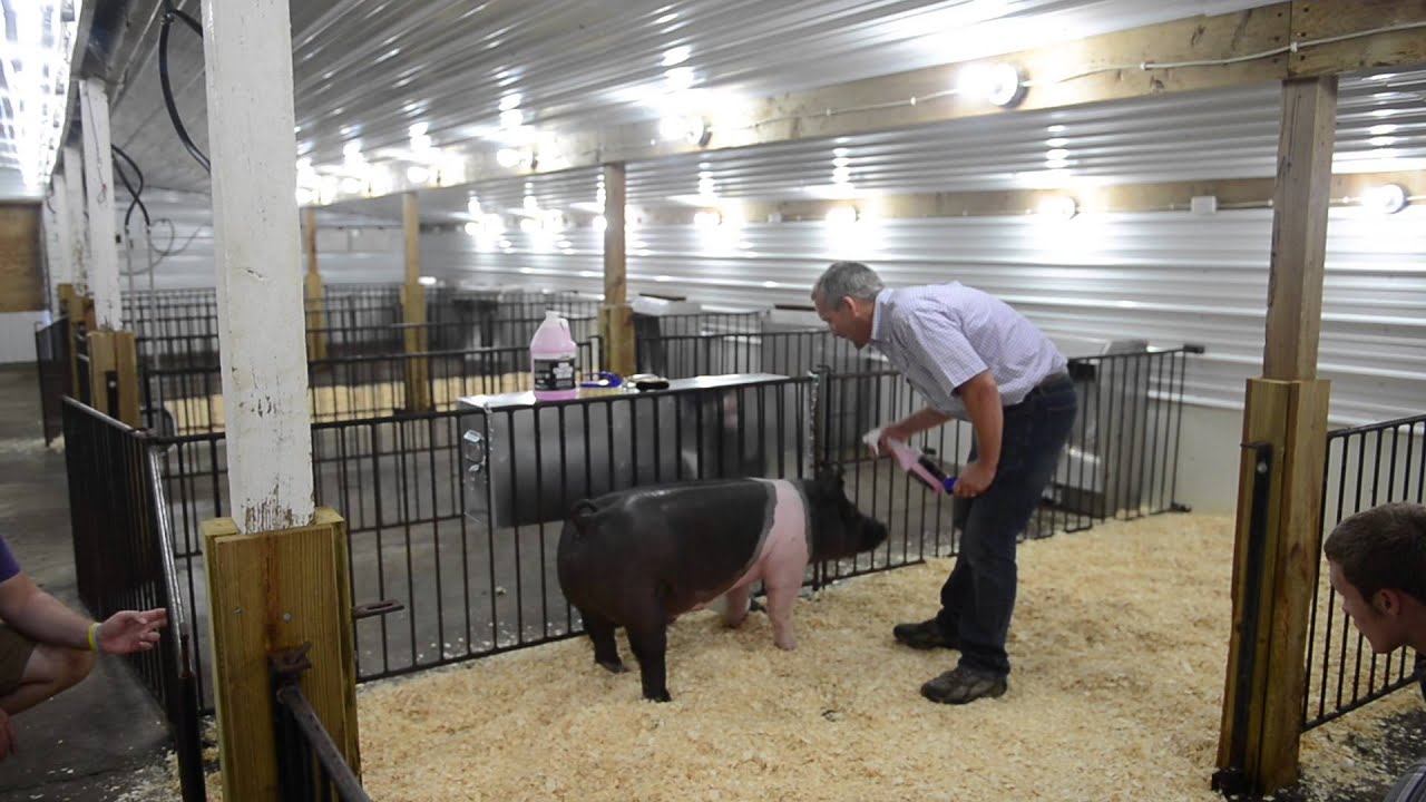 Swine Conditioner and Shine Enhances Show Pigs - YouTube