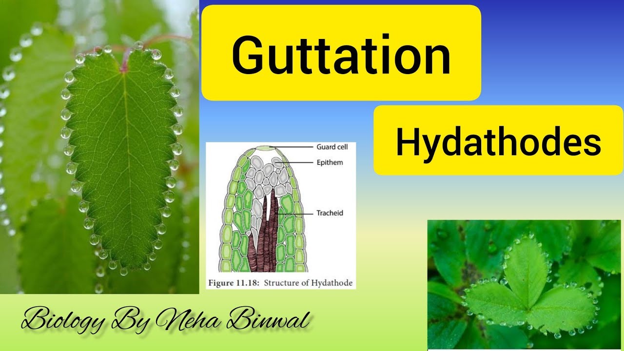 Guttation l Hydathodes l Biology By Neha Binwal l #upsc #botany #msc # ...