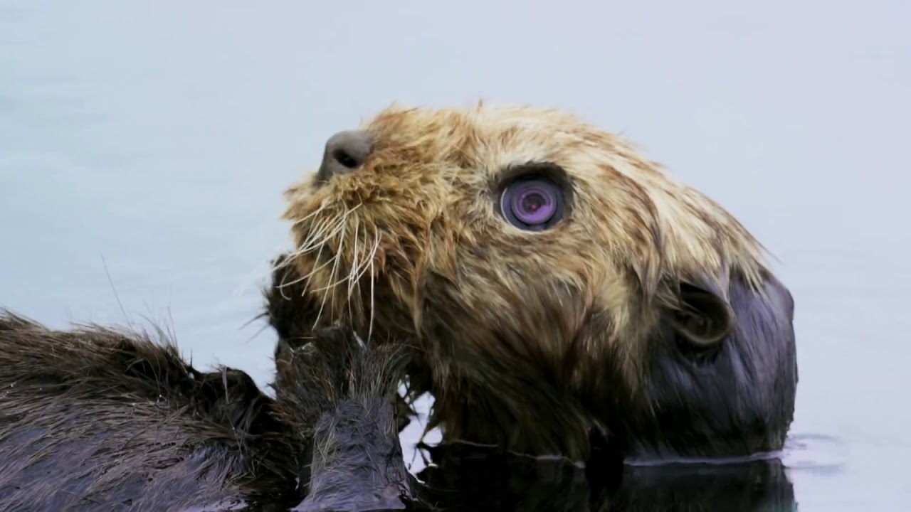 Animaux #3 - Ines Aiouch - YouTube