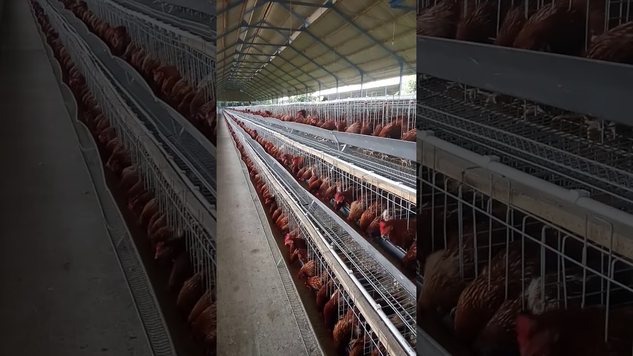 Proses kontrol farm ayam layer - YouTube