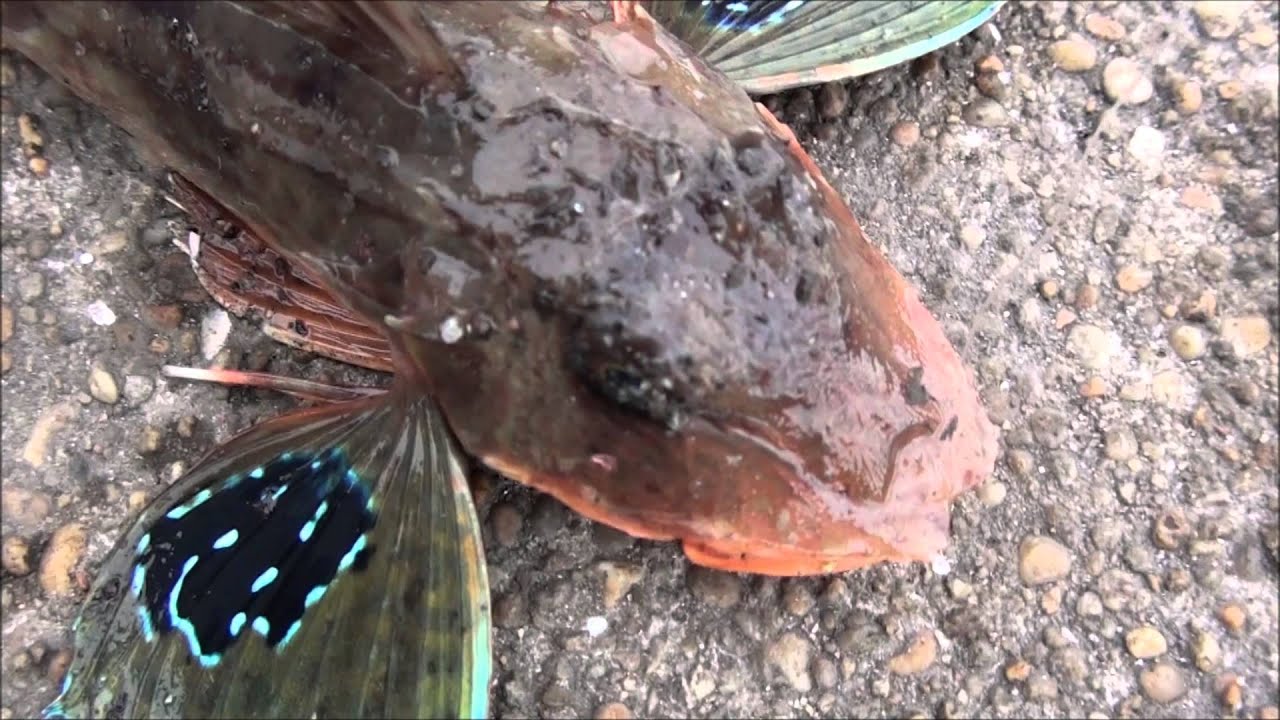 Poisson ; Grondin Perlon ; Grondin Rouge ; Pêche en Mer du Bord ...