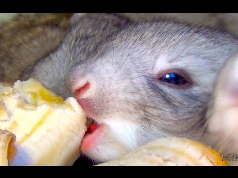 Bunnies Eating Bananas - YouTube