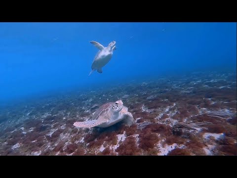 Send In The Turtles - Boca-Deerfield - YouTube