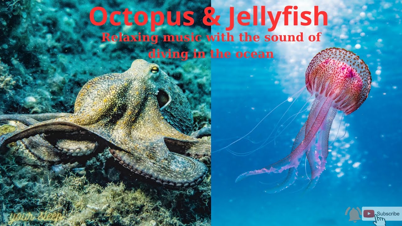 Relaxing music, underwater diving sounds. Explore the ocean of ...