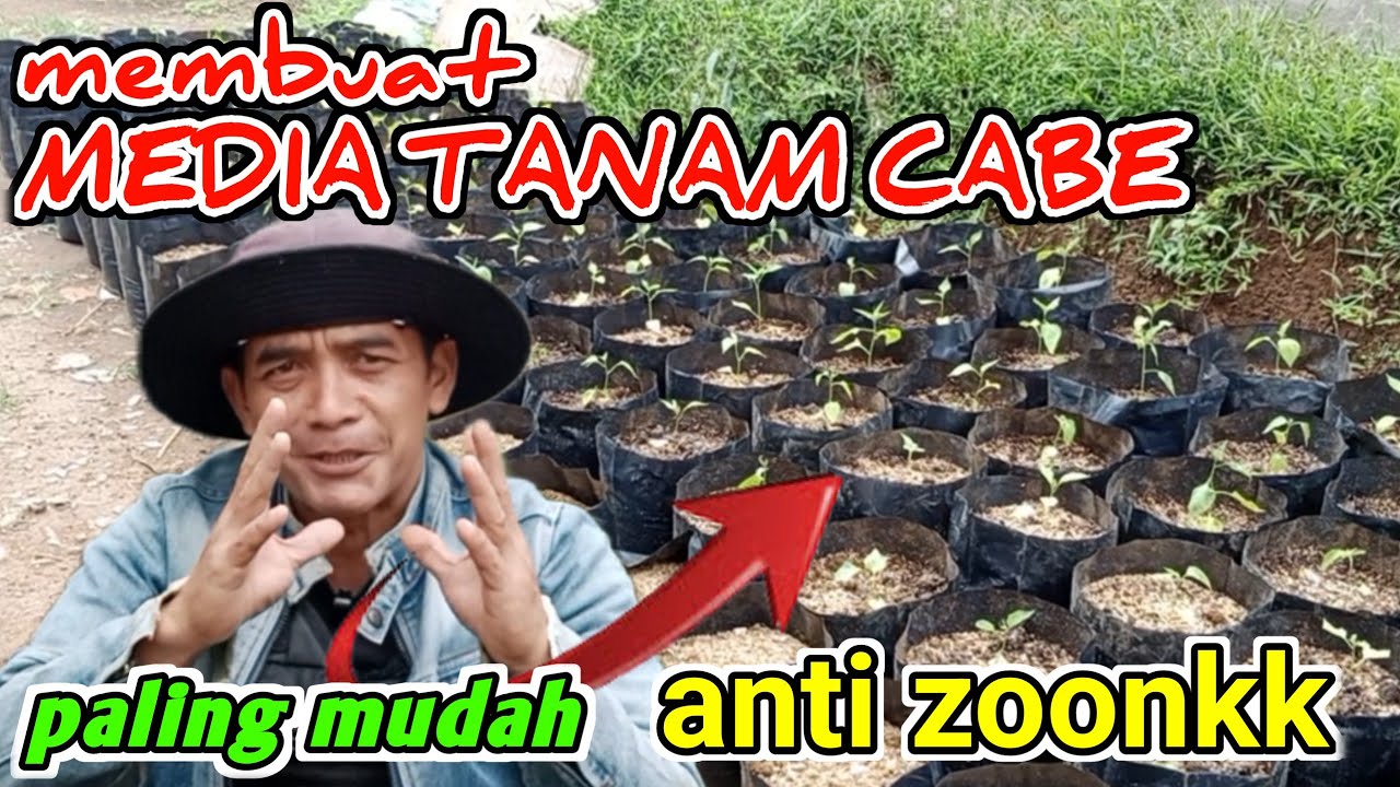 CARA MEMBUAT MEDIA TANAM CABE DI POLYBAG @masbro281 - YouTube