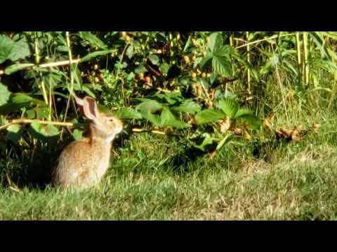 New England cotton tail rabbits - YouTube