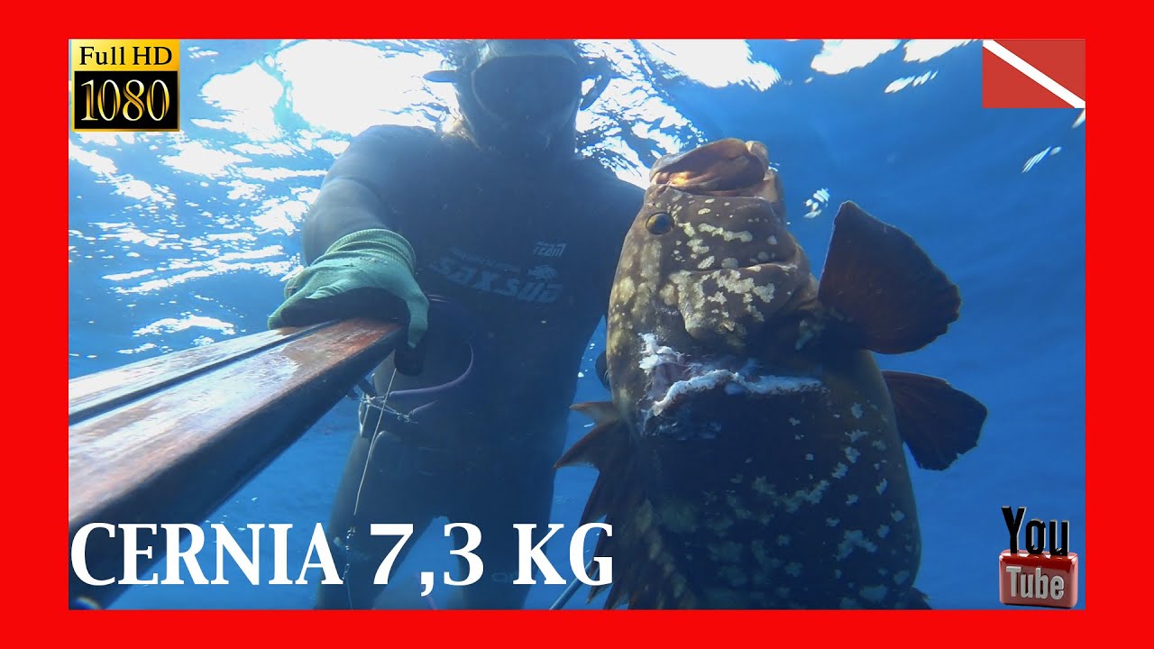 Pesca Subacquea Maggio 2023 - Cernia 7,3 kg all'agguato - YouTube