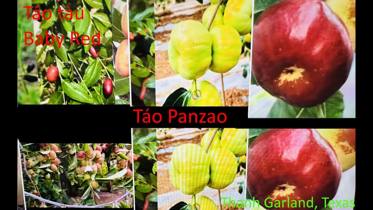 #1 Mua táo tàu Baby Red ️ Táo Panzao Loại Ngon nhất hiện nay ️ - YouTube
