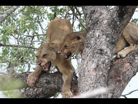 Lions Steal Leopard's Kill from Tree | Big On Wild - YouTube