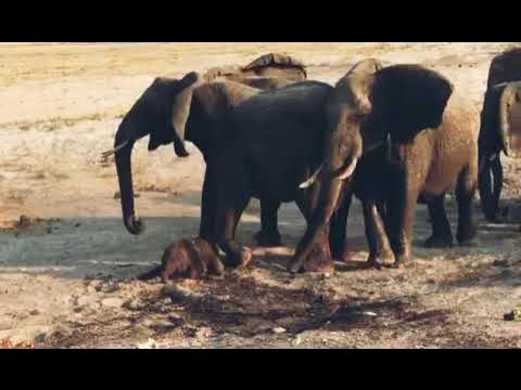 Elephant give birth to twins - YouTube