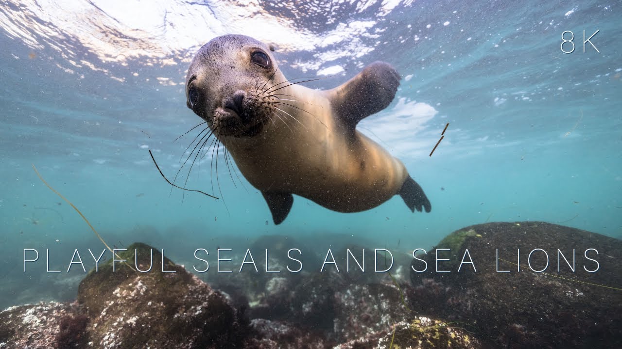 Playful Seals & Sea Lions California Sea Lion | a 1-hour Undersea Film ...