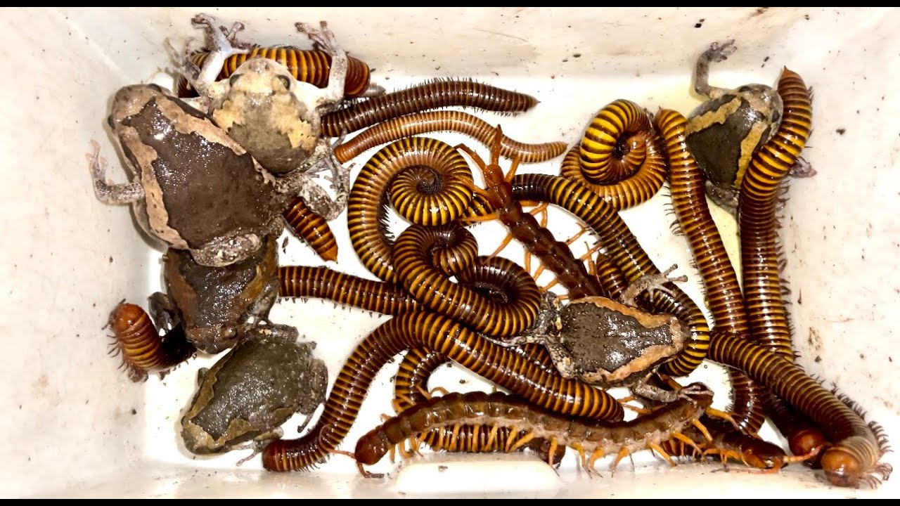 Nightmare!!!! Looking for Nature Insects at night Found So Many ...