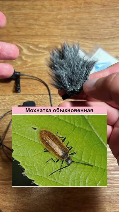 Паралоновая и меховая ветрозащита микрофона #ветрозащита #микрофон # ...