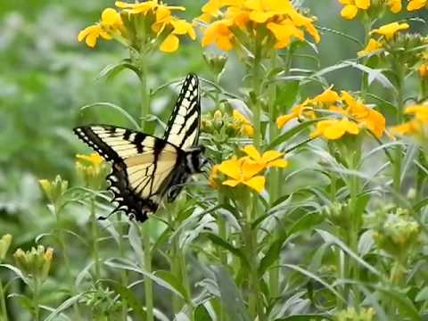 Swallowtail Butterfly on Siberian Wallflower - YouTube