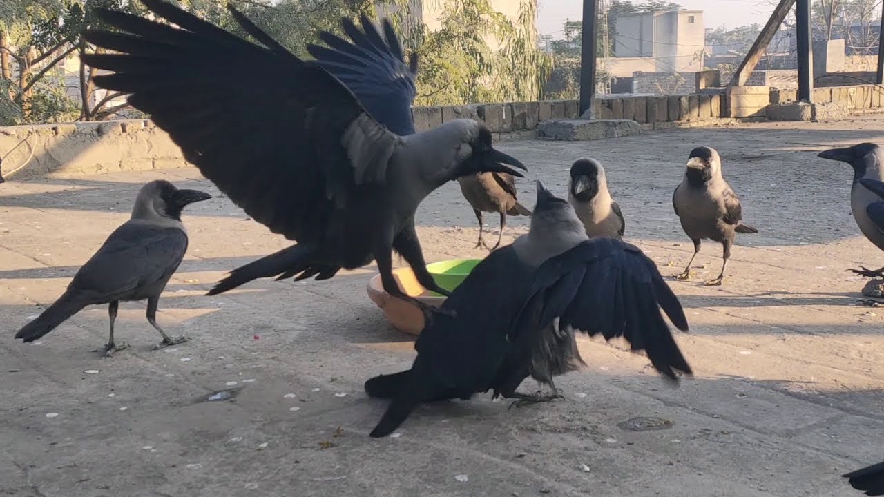 Angry Kawa Ki Awaz Crow Anger & Sounds Bird & Animal Sound All Type Of ...