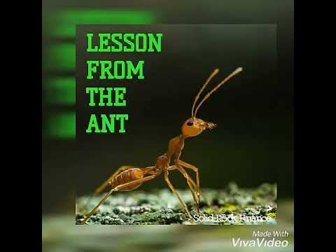 Lesson from the Ant - YouTube