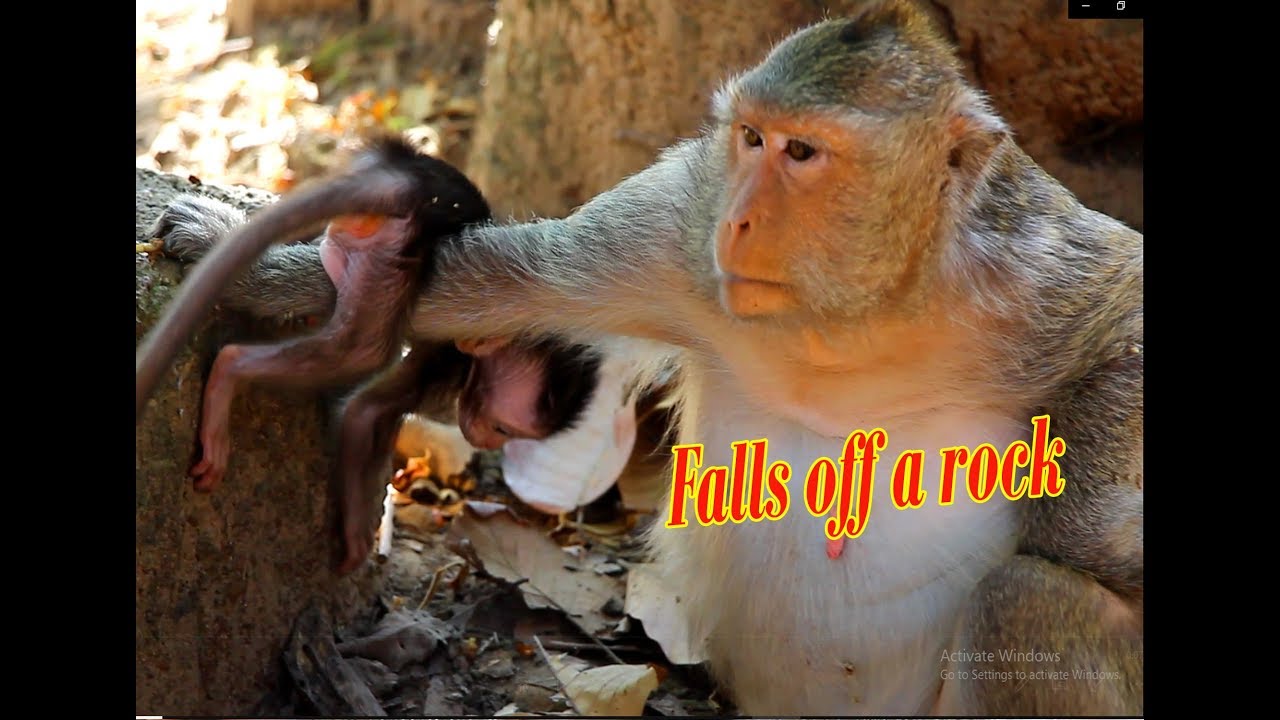 A Little Small Beauty Monkey Falls off a rock MOM Forget forget ...