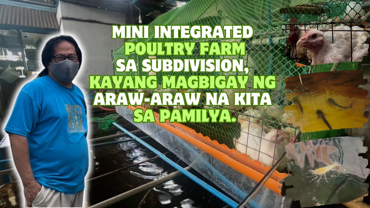 Mini Integrated Poultry Farm sa Subdivision, Kayang Magbigay ng Araw ...