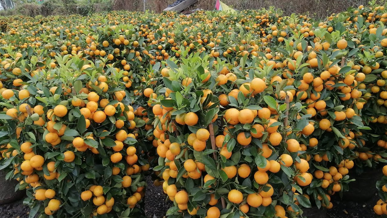 Tangerine Farm/display, Nai Wai HK @MeljorieVillahermosa7 - YouTube