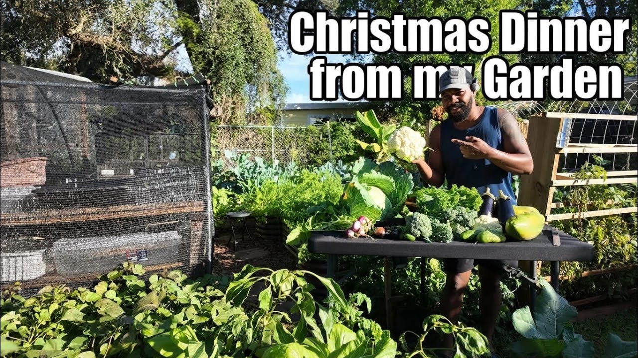 Harvesting Christmas Dinner From My Urban Garden | Real Homestead Life ...