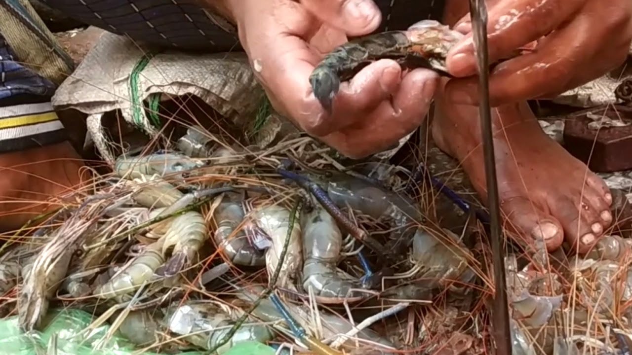 Big Size Golda Chingri Cutting Skills / Fish Cutting - YouTube