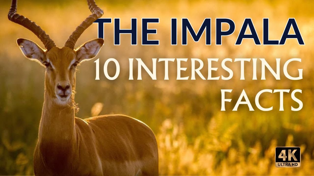 Impala: Nature's Athlete - 10 Remarkable Facts to Blow Your Mind - YouTube