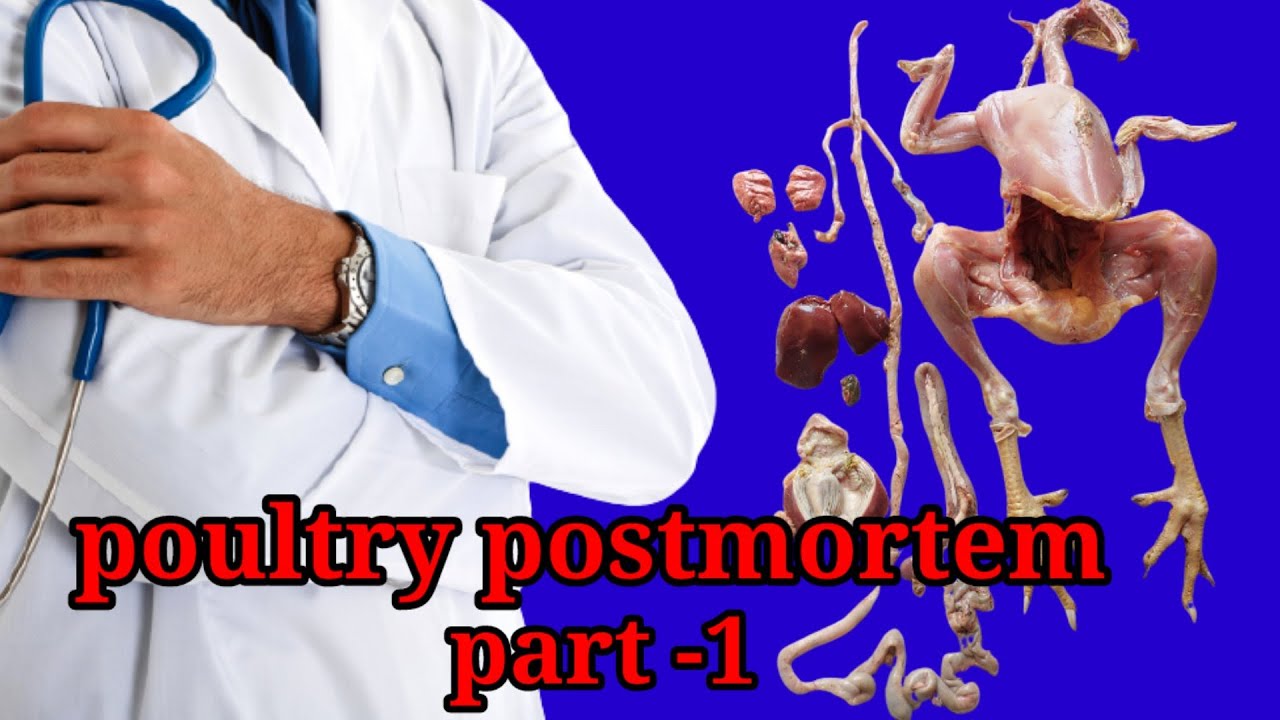 #poultrypostmortem #broilerpostmortem , poultry postmortem technique ...