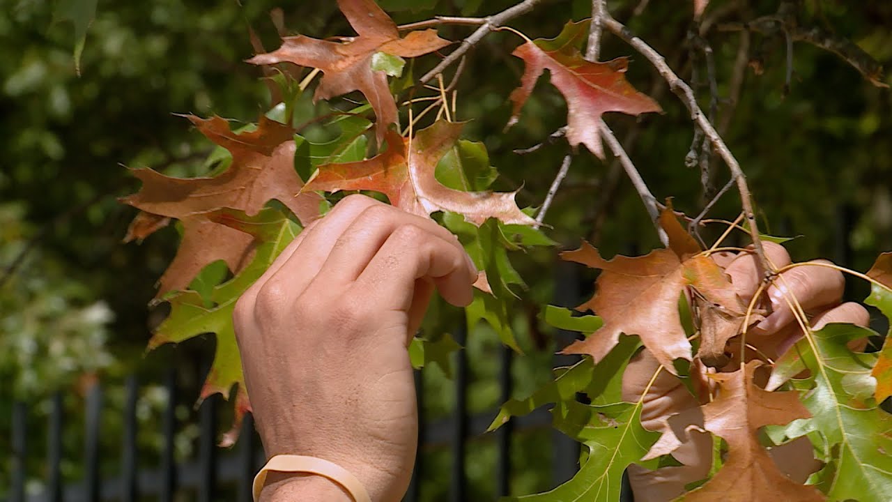 Bacterial Leaf Scorch – Garden Notes - YouTube