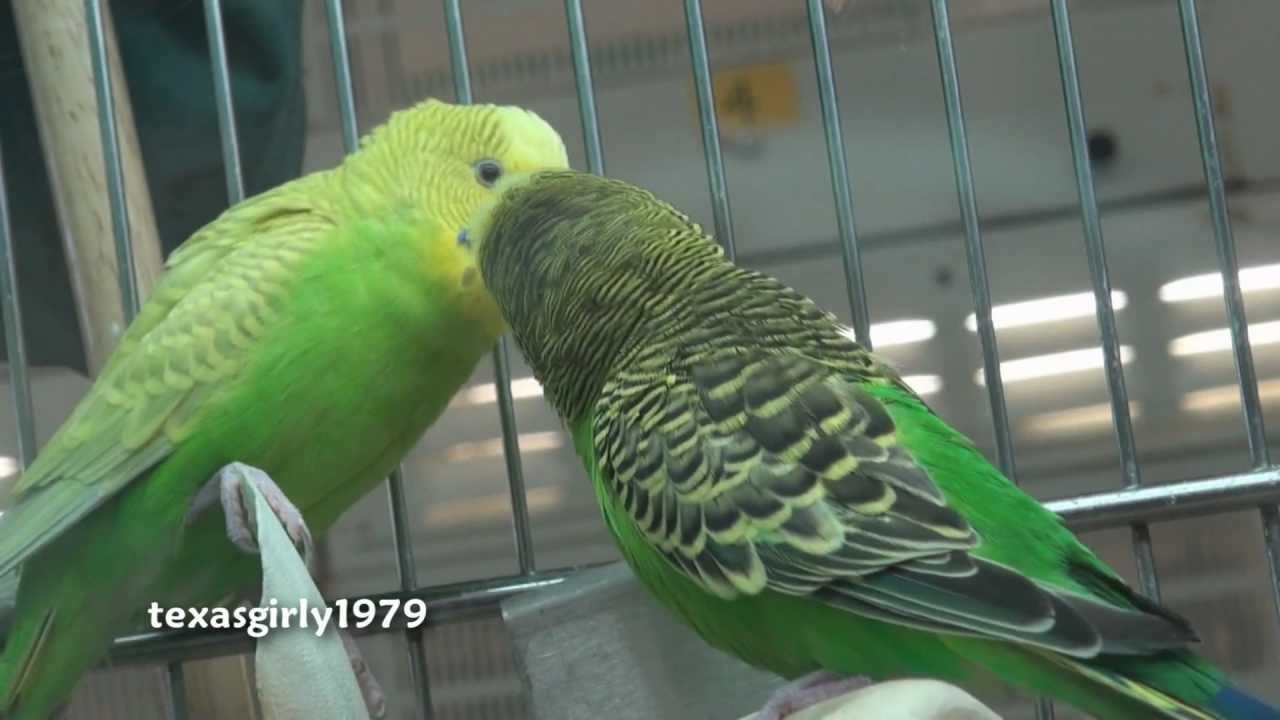 Kissing Parakeets!!! Big LOVE!! - YouTube