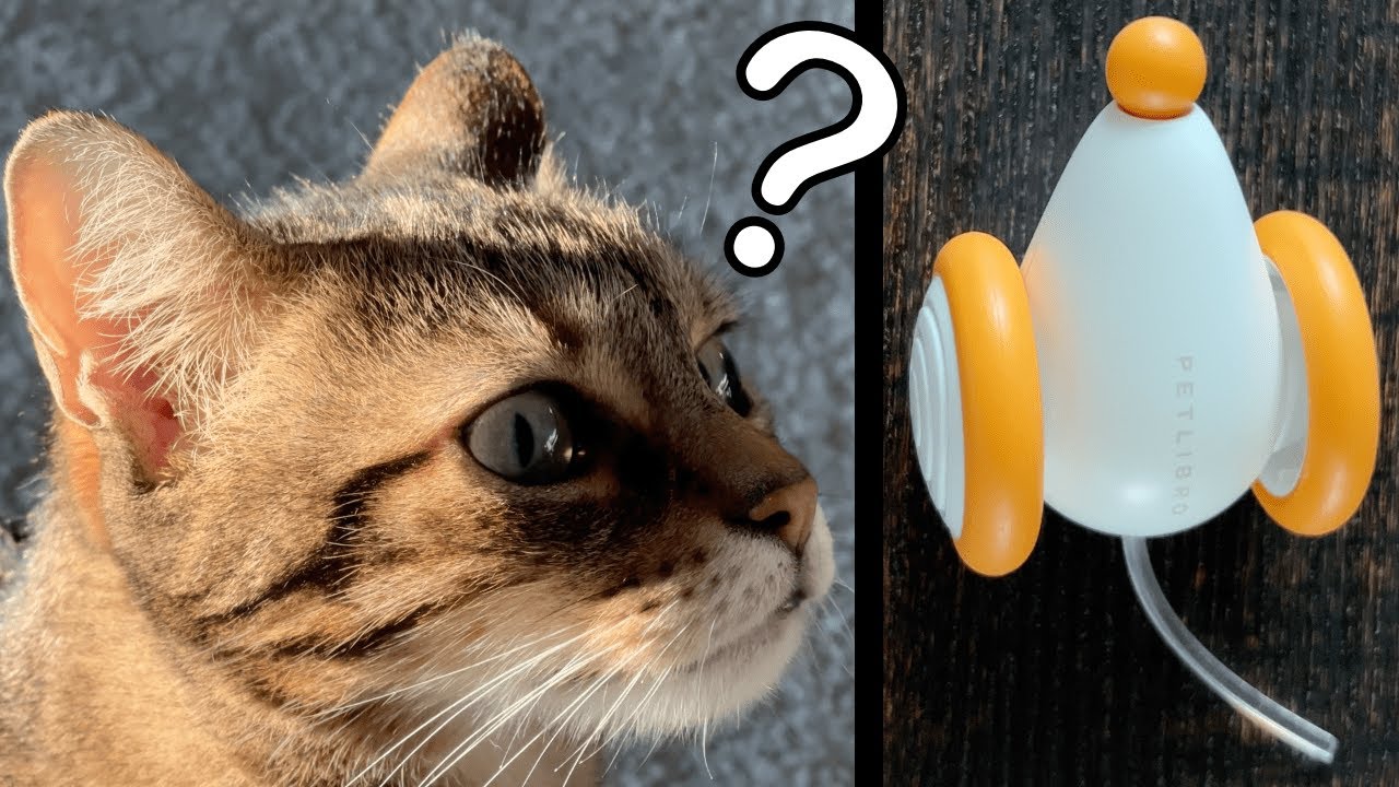 I Like It, But My Cats Don't! — The Petlibro Pixie Mouse Interactive ...