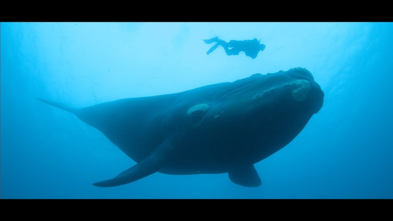 The Whale at Scale: A Short Documentary - YouTube