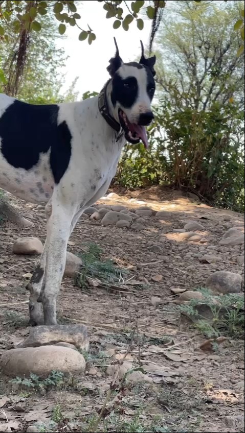 Shnde cata dog for sail video shot #dog #selldoglive #dogs # ...