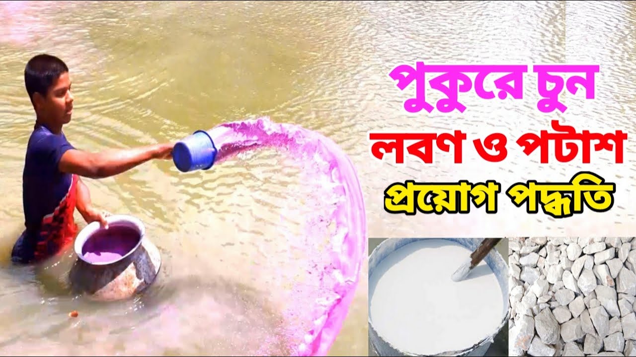 পুকুরে চুন লবন ও পটাশ প্রয়োগ পদ্ধতি || Liming of Fish Pond | - YouTube
